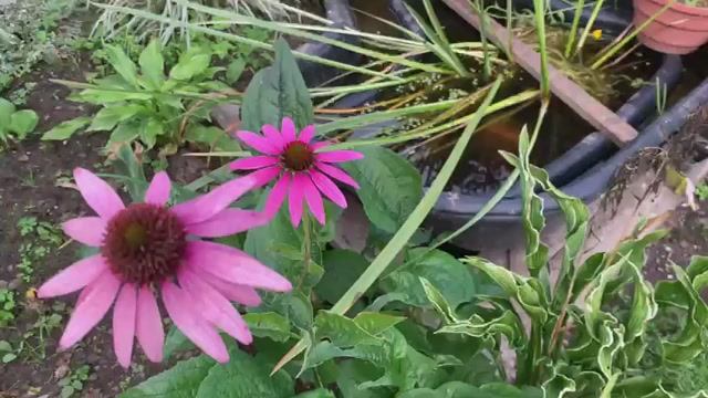 Эхинацея в саду.