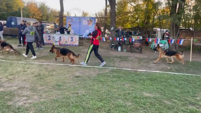 РАБОЧИЙ СУКИ / Кубок НКП РОСТОВ-НА-ДОНУ 28 сентября`25 Z.Najdovski, Е.Близнецова  Моно н/о