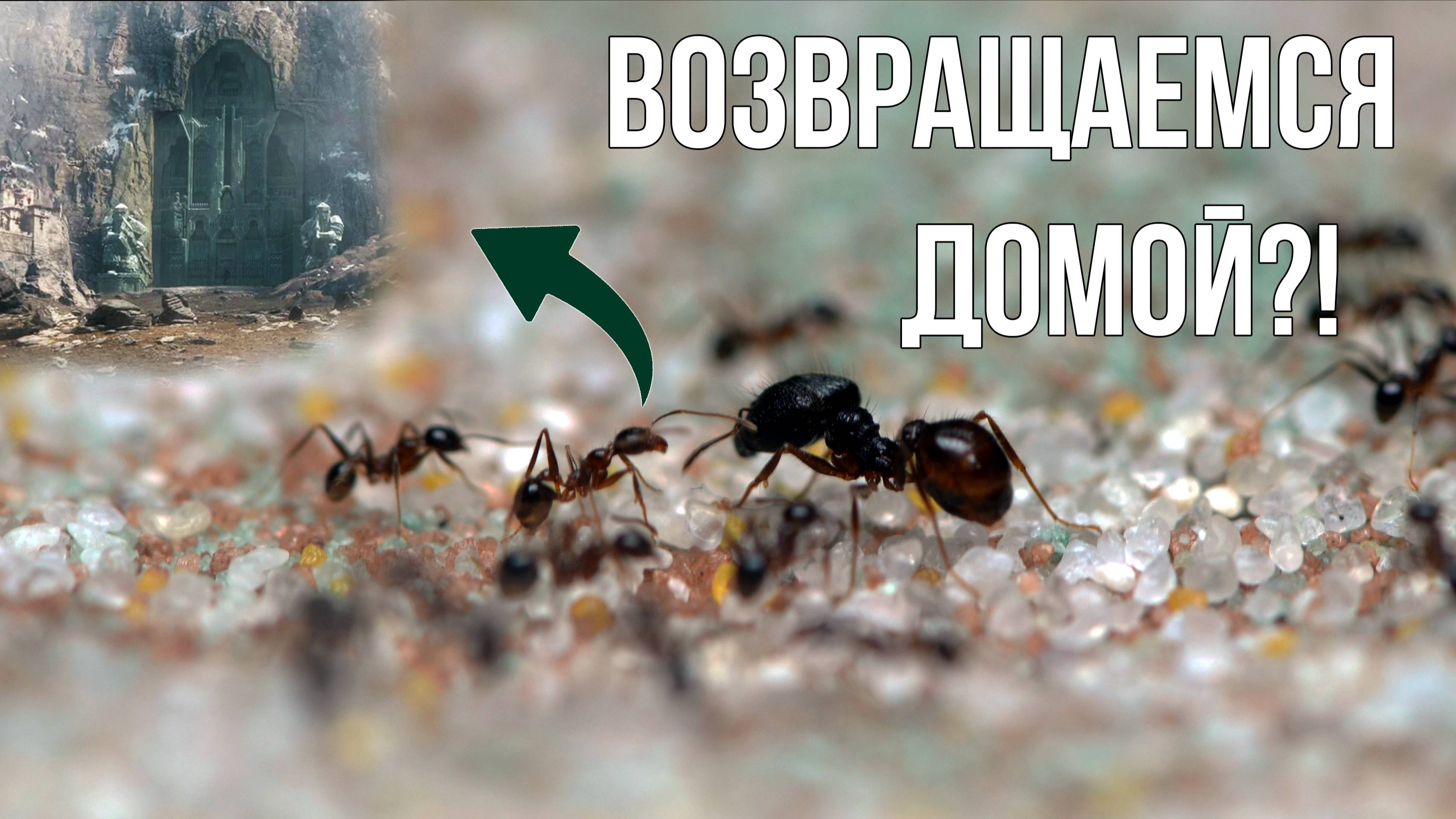 Муравьи Pheidole noda как гномы Эребора — такого вы ещё не видели!