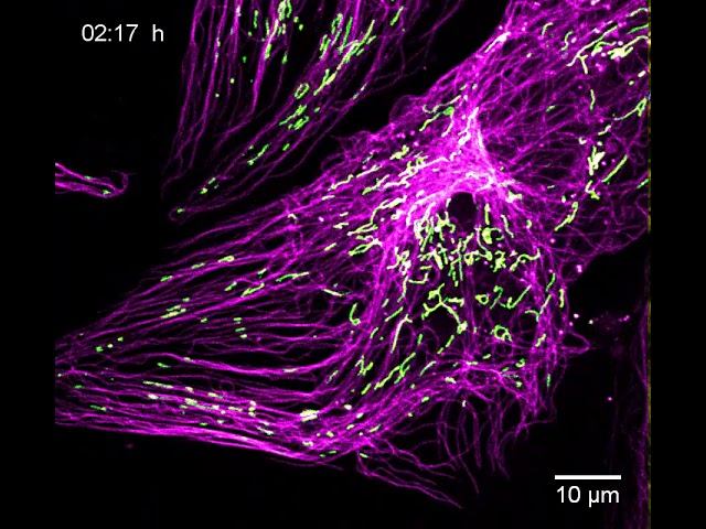 Конфокальная съемка живых клеток с функцией STEADYFOCUS