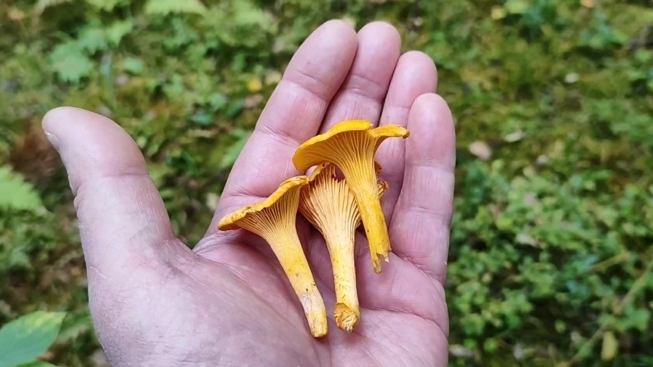 Их НЕТ, но они ЕСТЬ!