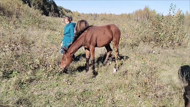 Жеребчик Тривор , 2025гр.