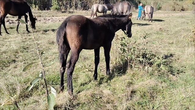 Жеребец Harvest Victorie's