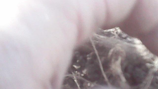 Обзор образования искусственного укоренения тыквы сорта "Голиаф"