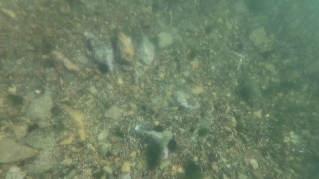 Токаревская кошка под водой, Владивосток, август 2025.