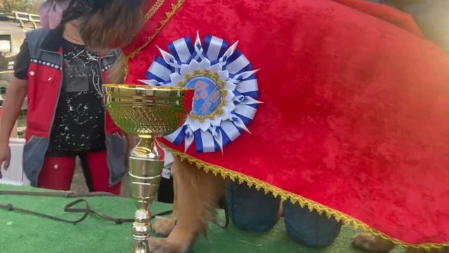 РАБОЧИЙ СУКИ ДШ / Кубок НКП РОСТОВ-НА-ДОНУ 28 сентября`25 Z.Najdovski, Е.Близнецова  Моно н/о