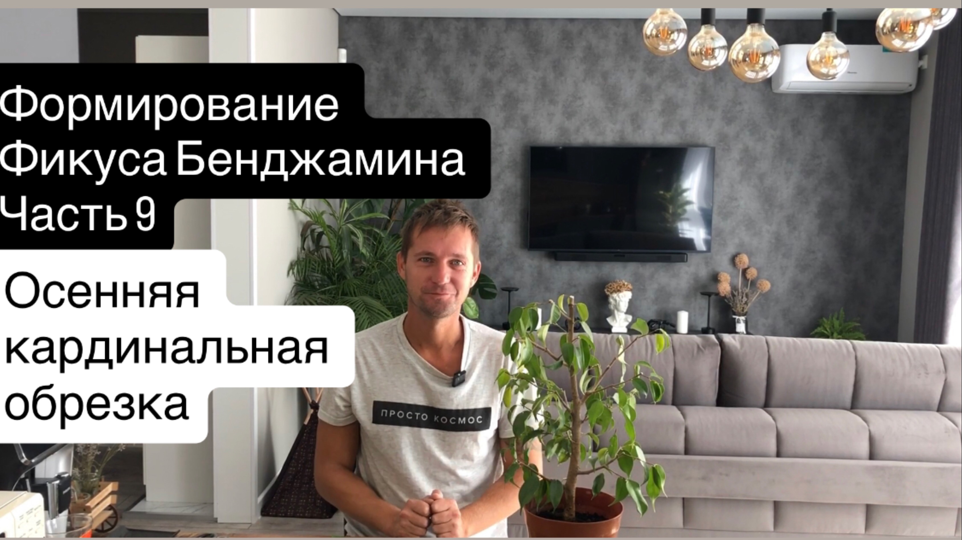 Формирование Фикуса Бенджамина Ч.9  Осенняя кардинальная обрезка. Коротко об уходе