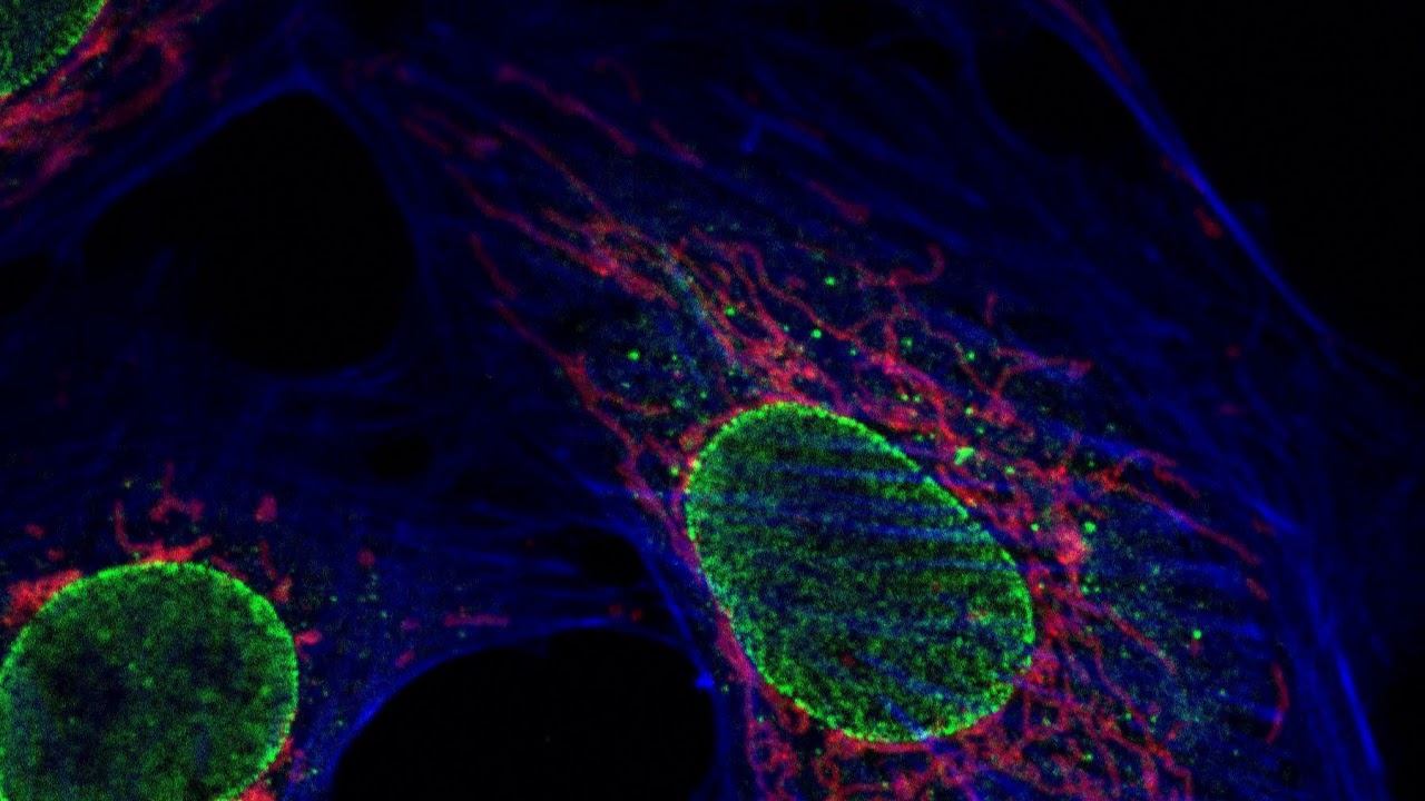 Конфокальная визуализация клеток млекопитающего