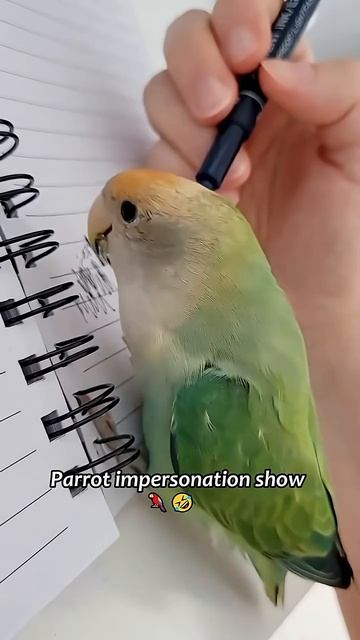 Повторюшки