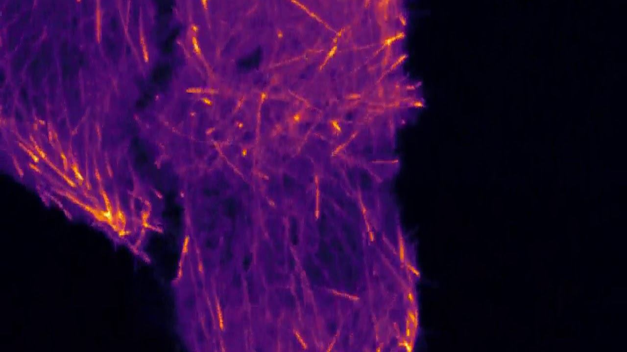 Серийная съёмка с временным интервалом с помощью RCM Confocal.nl