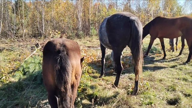 Harvest Victorie's, 2025гр.