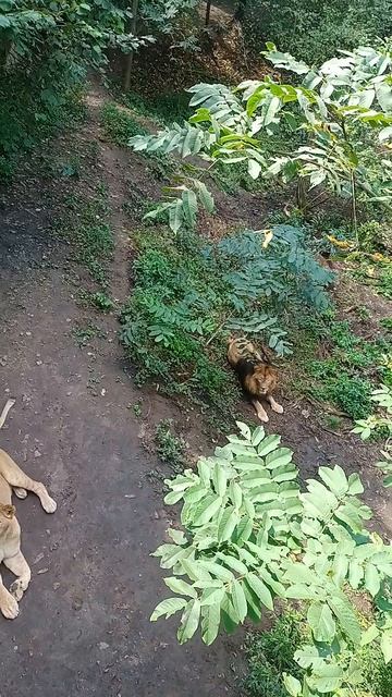 Приморский сафари-парк. кормим львов