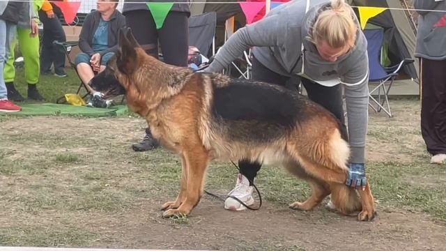 РАБОЧИЙ СУКИ / Кубок НКП РОСТОВ-НА-ДОНУ 28 сентября`25 Z.Najdovski, Е.Близнецова  Моно н/о