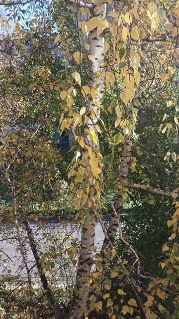 Золото берёзы video_20250928_091255