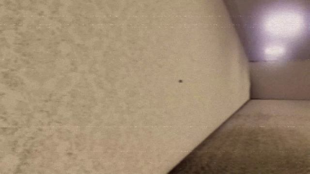 бэкрумс видео запись — настольгия