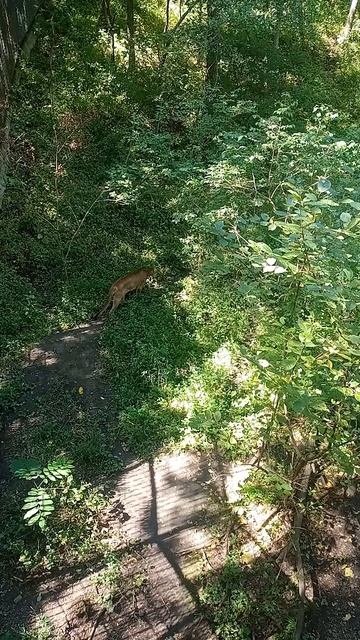 Приморский сафари-парк. Пума, Владивосток, август 2025.