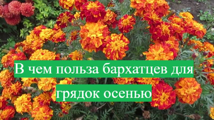 Как бархатцы принесут пользу грядкам осенью, обеззараживая их