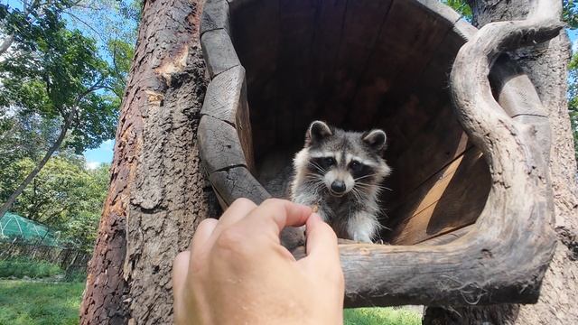 Приморский сафари-парк, Енот, Владивосток, август 2025.