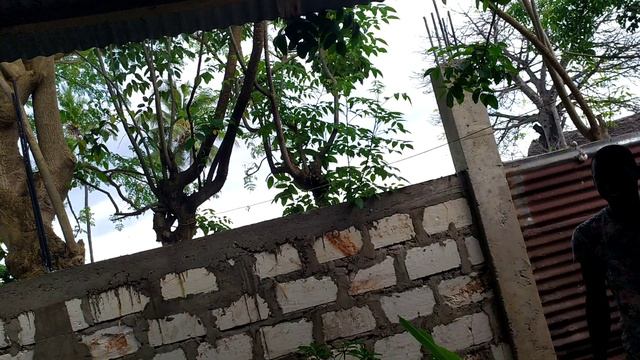 "Наша" кошка по имени Пискля залезла на крышу и не может слезть!На завтраке утром!