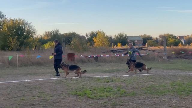 РАБОЧИЙ СУКИ / Кубок НКП РОСТОВ-НА-ДОНУ 28 сентября`25 Z.Najdovski, Е.Близнецова  Моно н/о