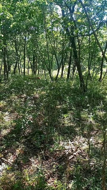 Приморский сафари-парк. Олень рядом, Владивосток, август 2025.