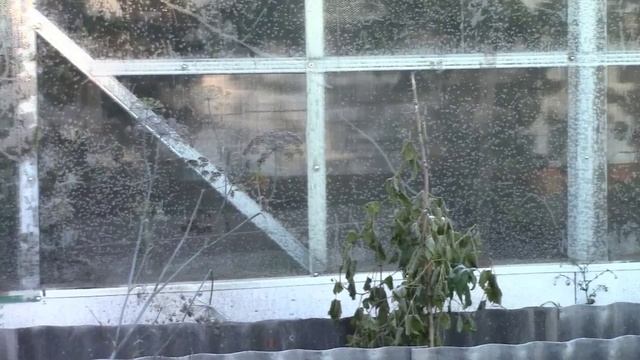 Муромцево   30 сентября  2025г г Готовим виноград к зиме 3(мороз крепчает)