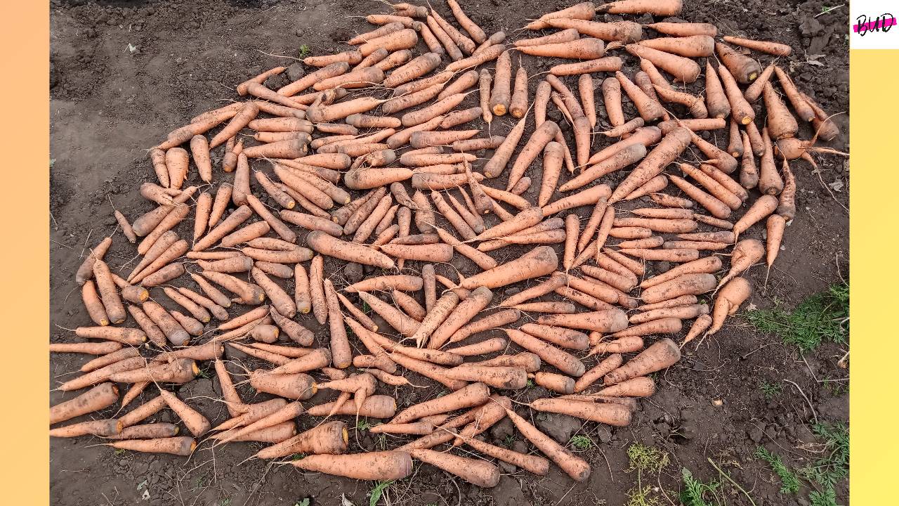 СОРТА И УРОЖАЙ МОРКОВИ 2025.