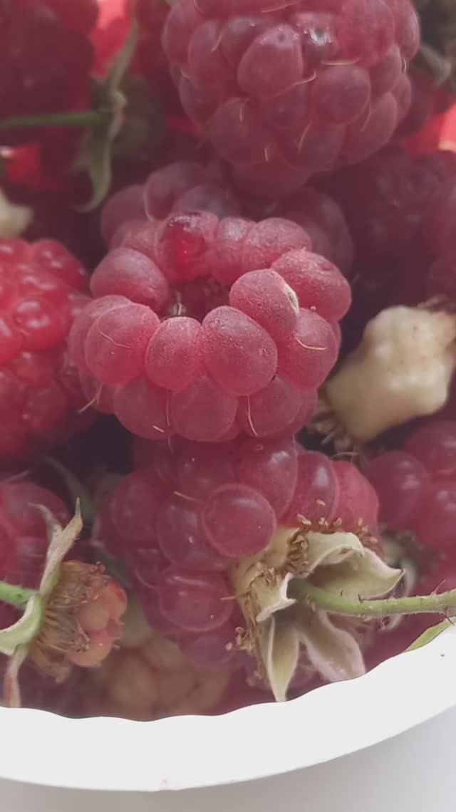 Малина ремонтантная брайс вкусные плоды