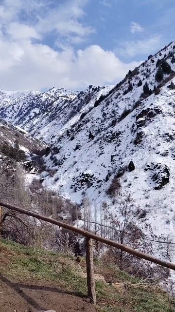 Русский лес в Узбекистане #Узбекистан #Сукок #РусскийЛес #Зима #Горы #Снег #Природа #Лес #ЗимнийЛес