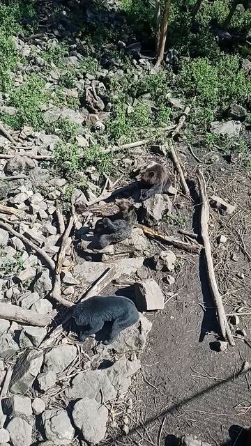 Приморский сафари-парк. Медведь поесть просит, Владивосток, август 2025.