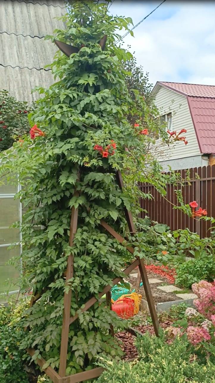 КАМПСИС цветение 2025.09.07