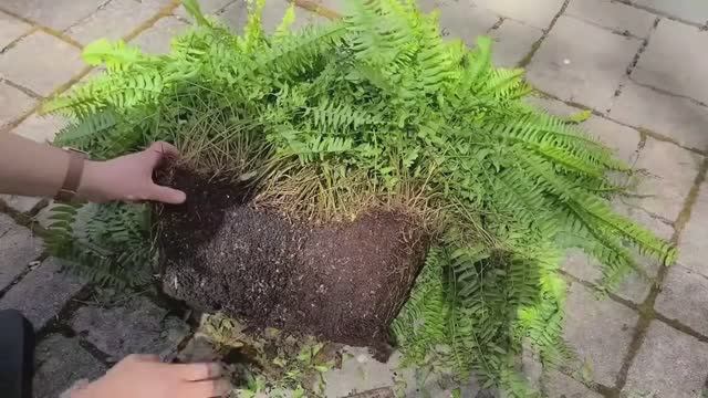 Два саженца по цене одного. Как легко разделить многолетники.