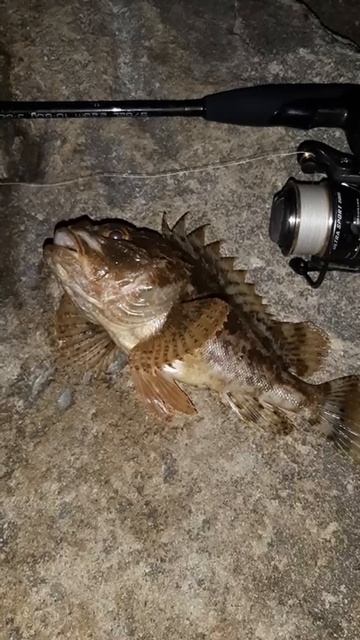 Ловим черноморскую скорпену