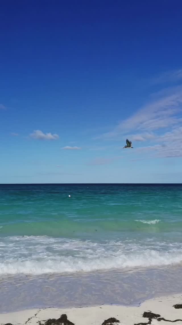 Пеликан на охоте Куба.