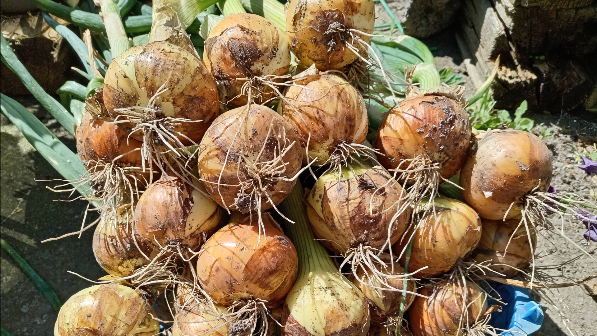 ЛУК ПОД ЗИМУ.