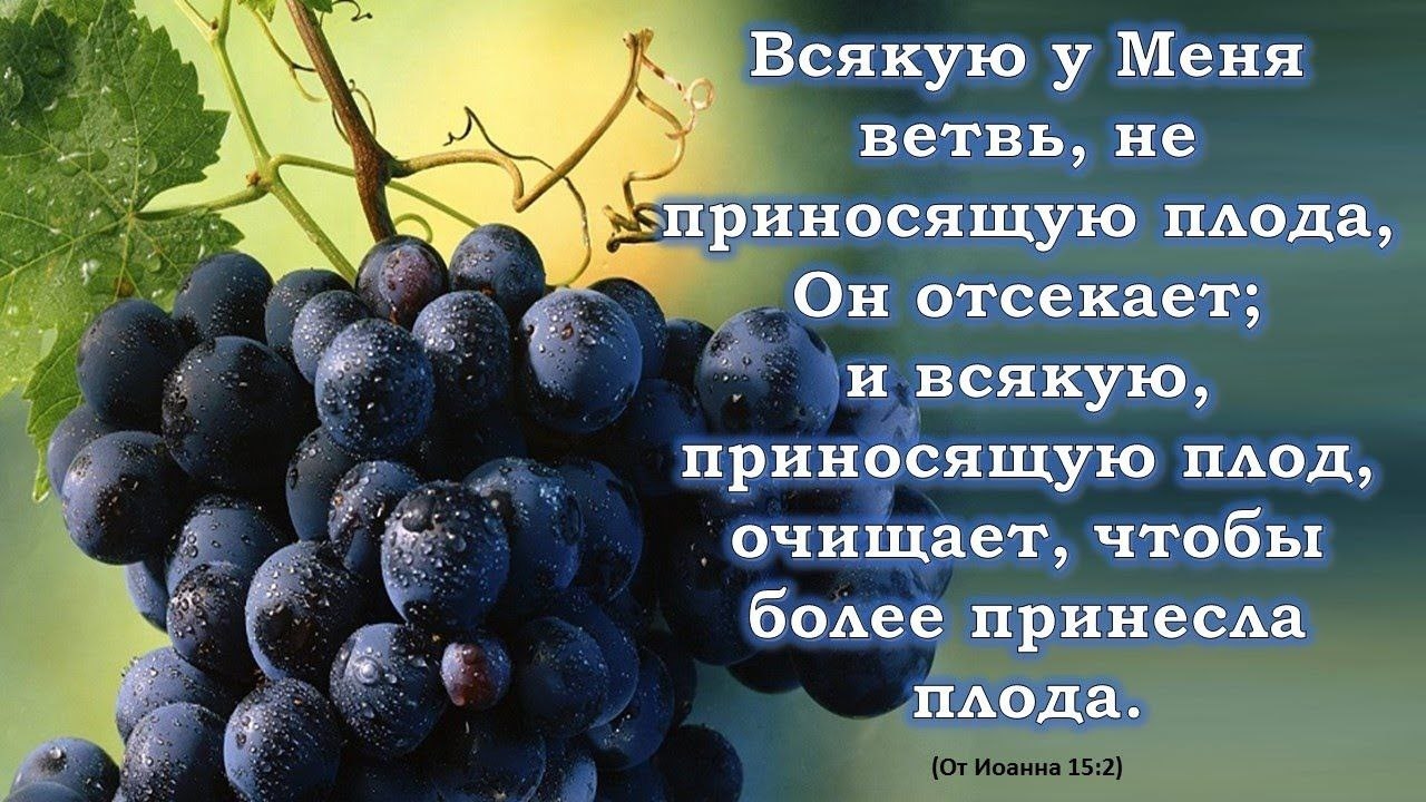Нетленные плоды 🍇🍂 | песня на Жатву | Игорь, Иван Малюк