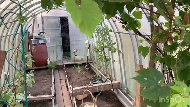 Дачный обзор - уборка в парнике