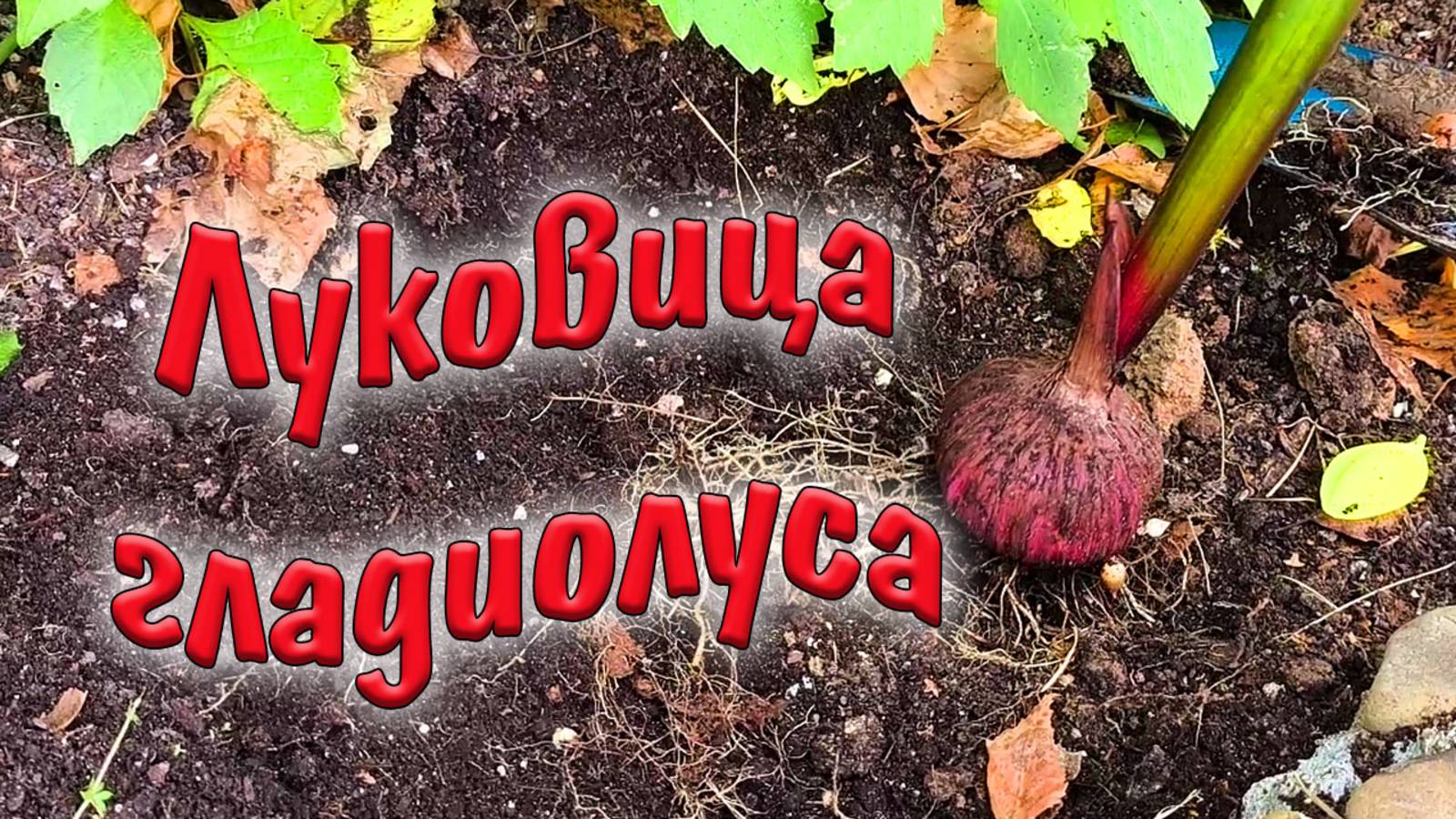 Гладиолус. Выкапывание луковиц. Когда выкапывать. На что обратить внимание.