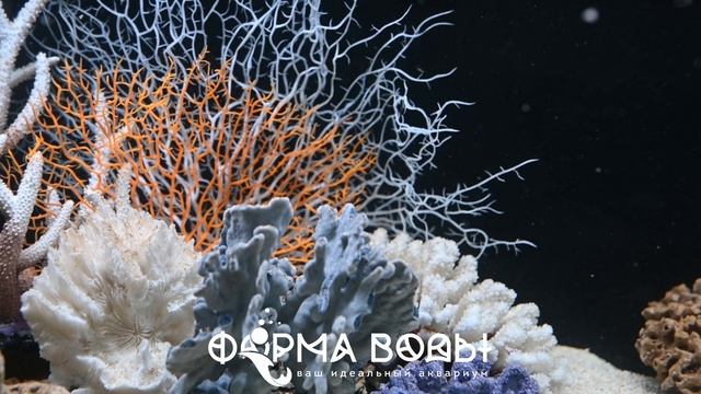 Килиманджаро, морской аквариум 600 литров