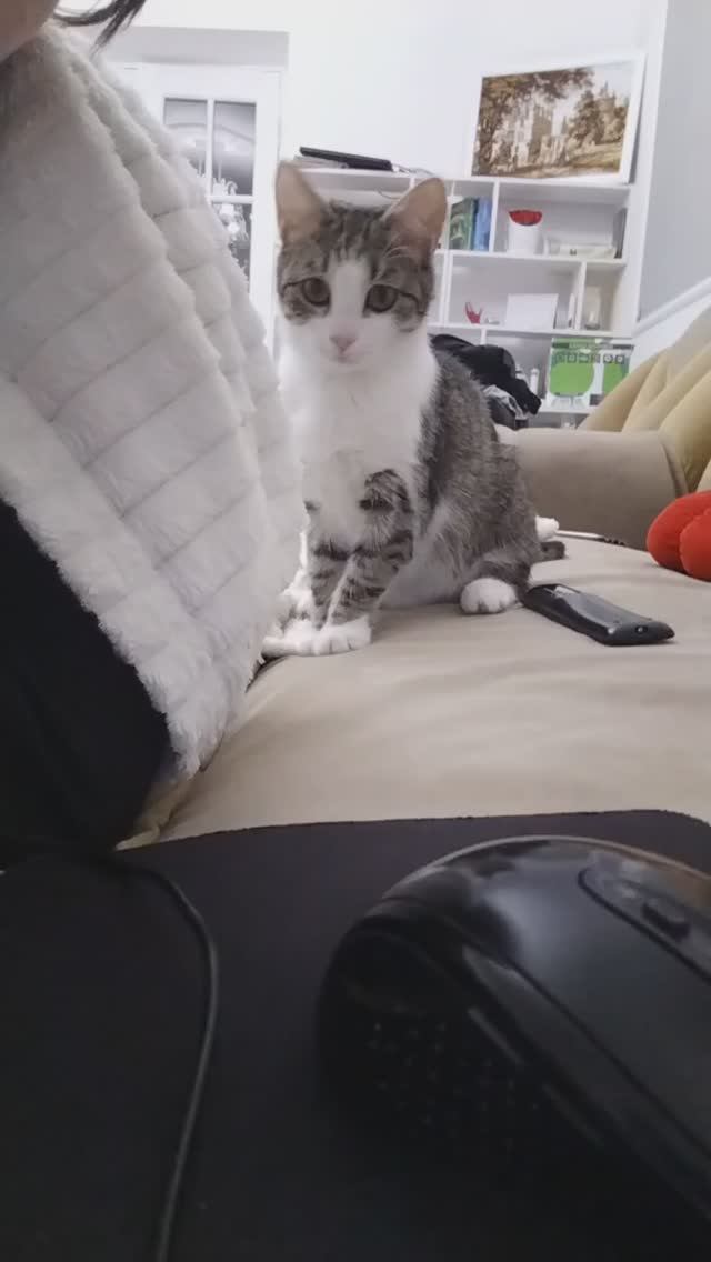 Мышкины шалости