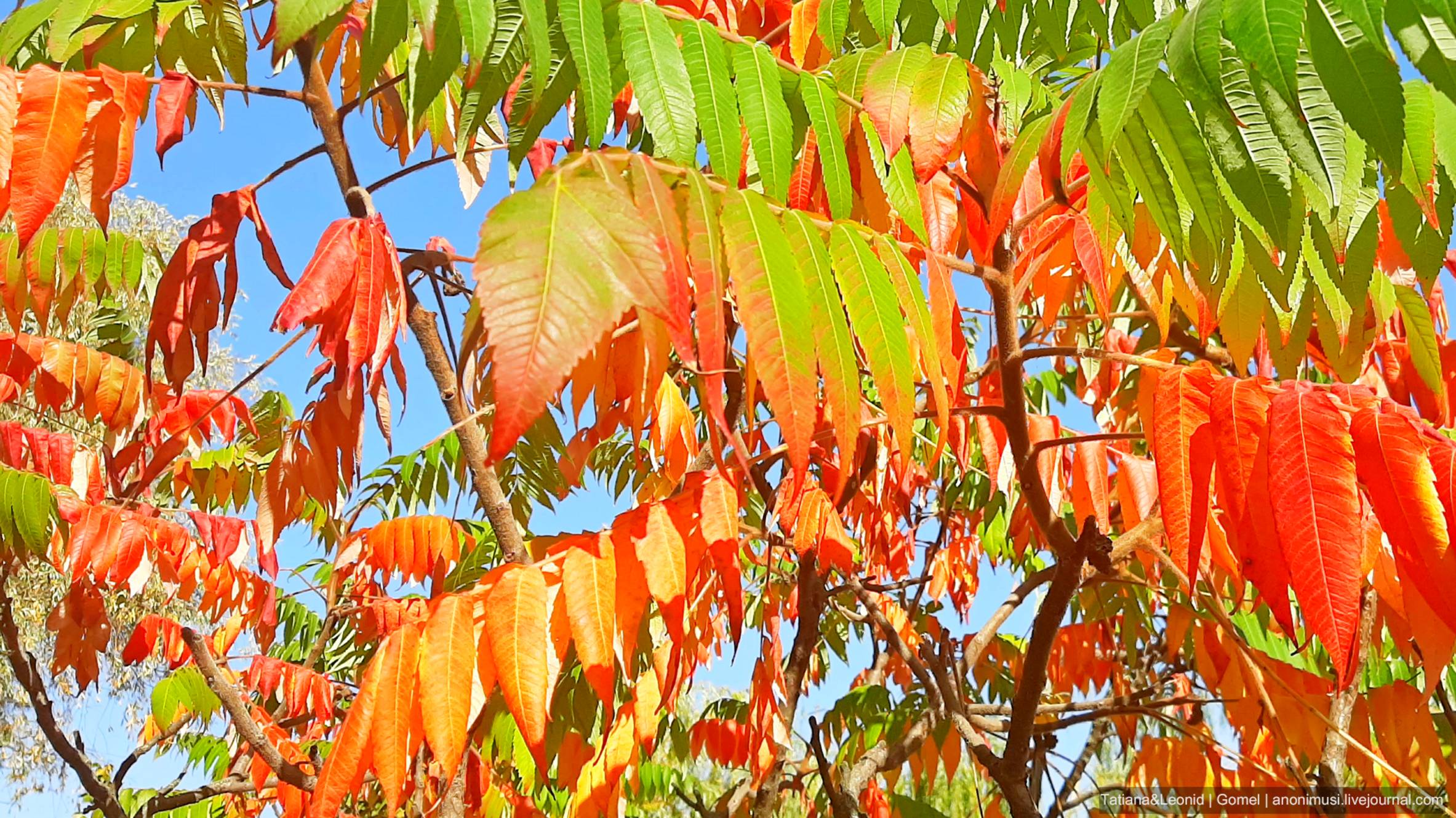 Рыжая осень