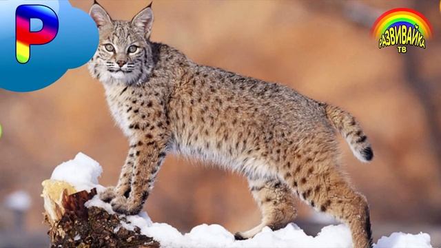 Развивающие видео для детей - Живая азбука.