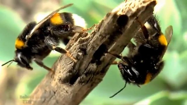 Детям про шмелей