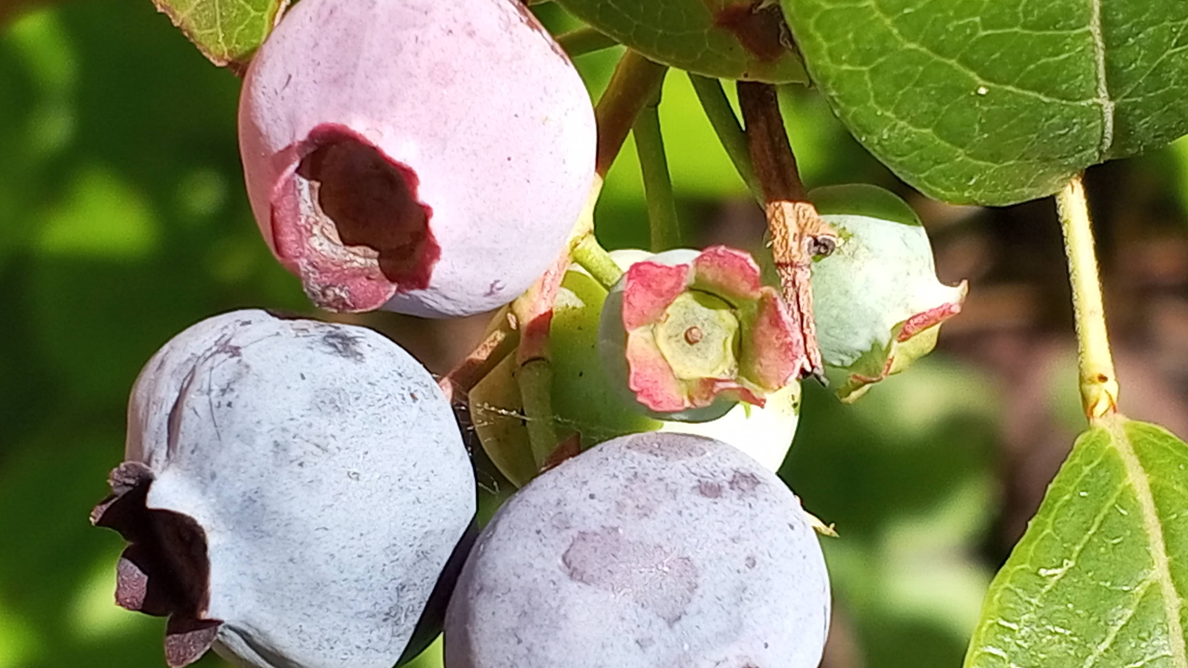 Как я высадила голубику. Посадка голубики в большие ямы, что насыпала?
