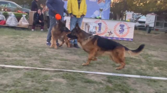 РАБОЧИЙ КОБЕЛИ / Кубок НКП РОСТОВ-НА-ДОНУ 28 сентября`25 Z.Najdovski, Е.Близнецова  Моно н/о