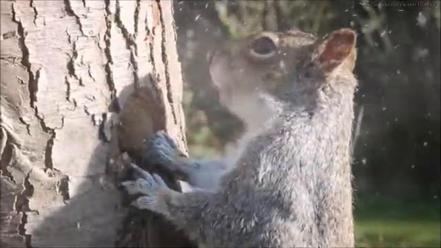 СКАЗКА ПРО ЗАЙЦА И БЕЛКУ По мотивам сказки НМ Павловой Зимняя пирушка