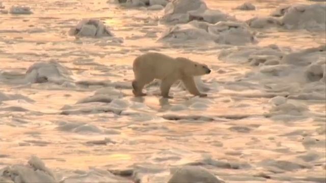 Белый медведь в арктике