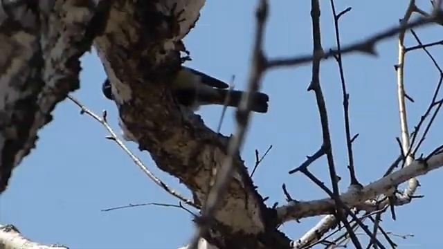 Весенняя песня синицы