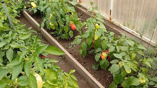 Домашние хлопоты Конец сентября собираем последний урожай