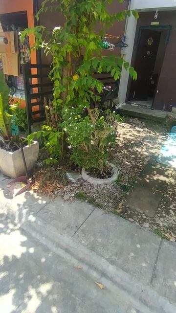 Всё тихо, спокойно. Живём дальше #филиппины #семьявместе #жизньнафилиппинах